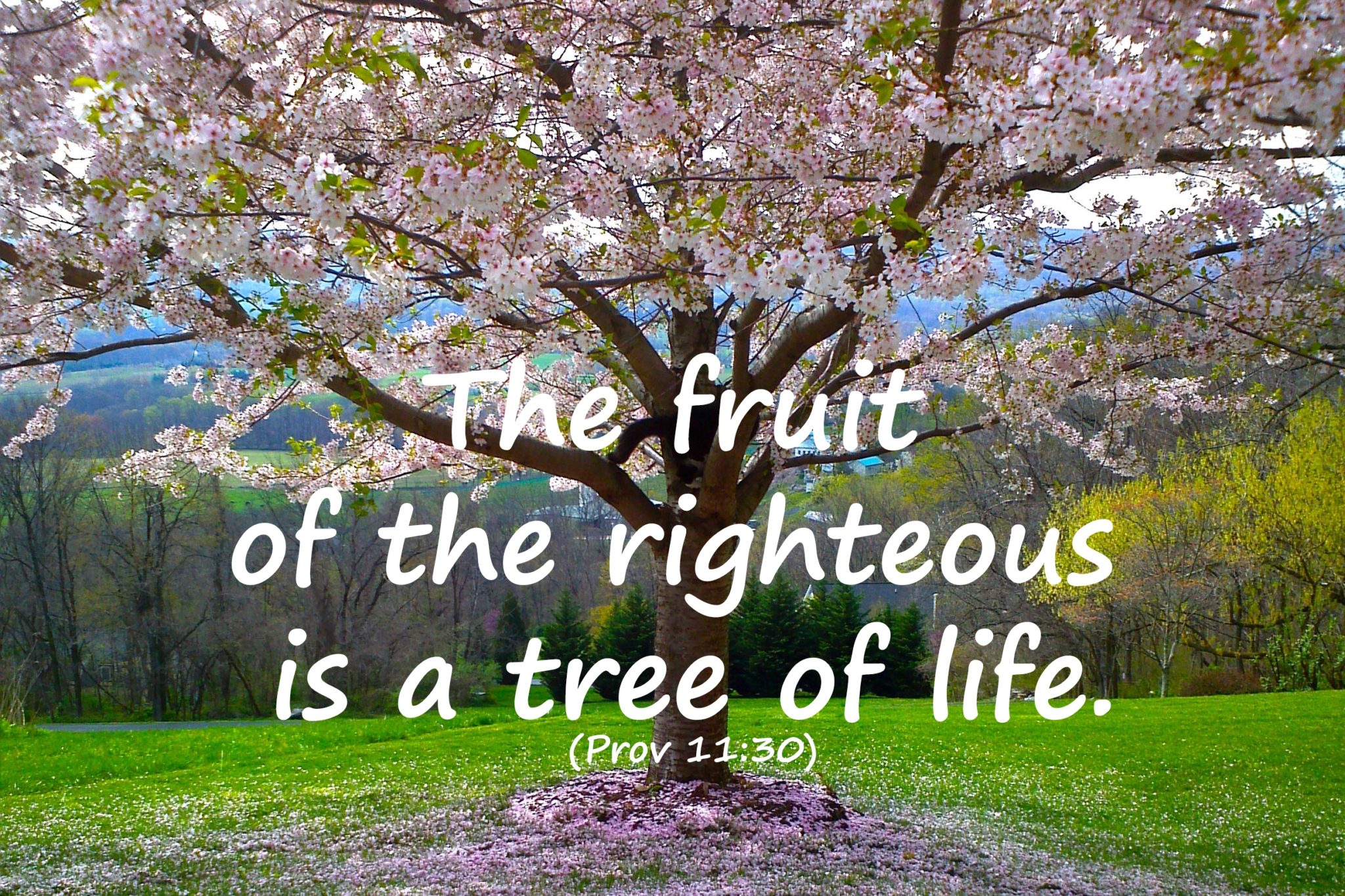 Proverbs 11 – Devotional – Faith at Work Network